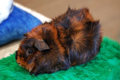 ᐈ IMAGENES de CUYOS bonitos - »【 PARACOBAYA.ORG