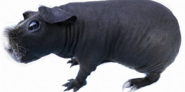 ᐈ IMAGENES de CUYOS bonitos - »【 PARACOBAYA.ORG