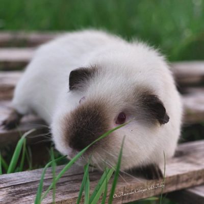 ᐈ IMAGENES de CUYOS bonitos - »【 PARACOBAYA.ORG