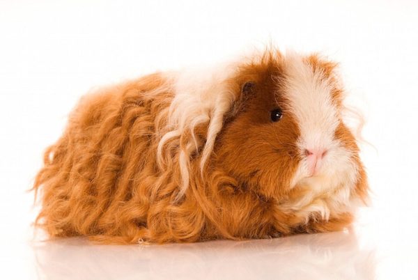 Cobaya Texel - Todo sobre esta raza de cuyos tan especial